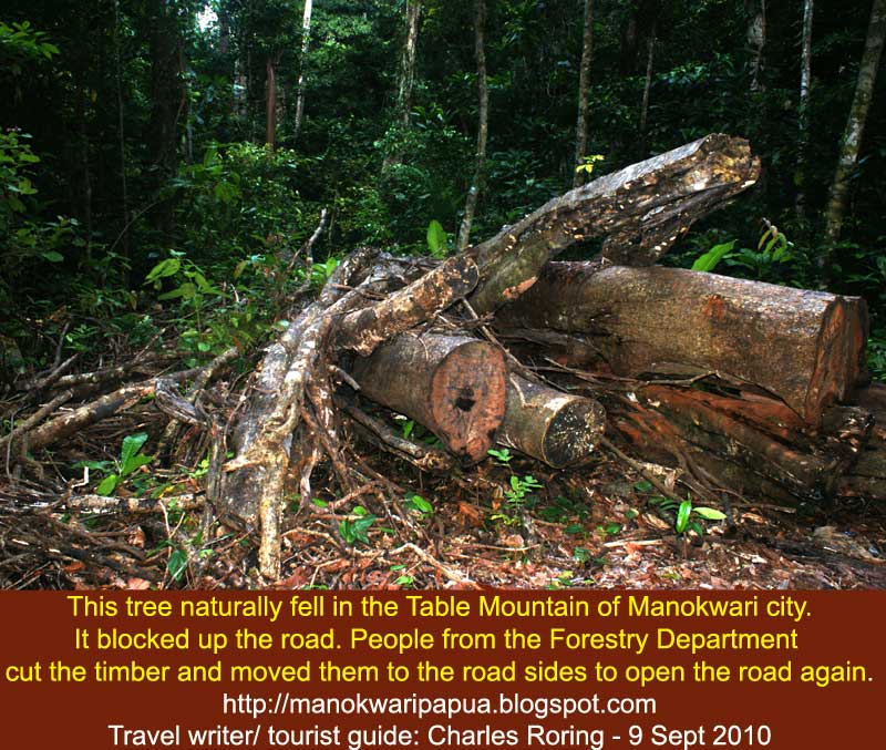 Birding and Wildlife Watching: Tropical Rainforest Timber and Its ...