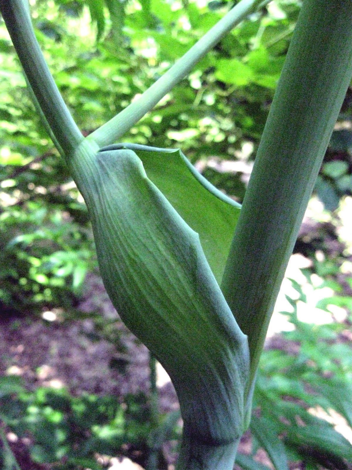 1003 Gardens: Angelica dahurica: Jim Adams collected these in ...