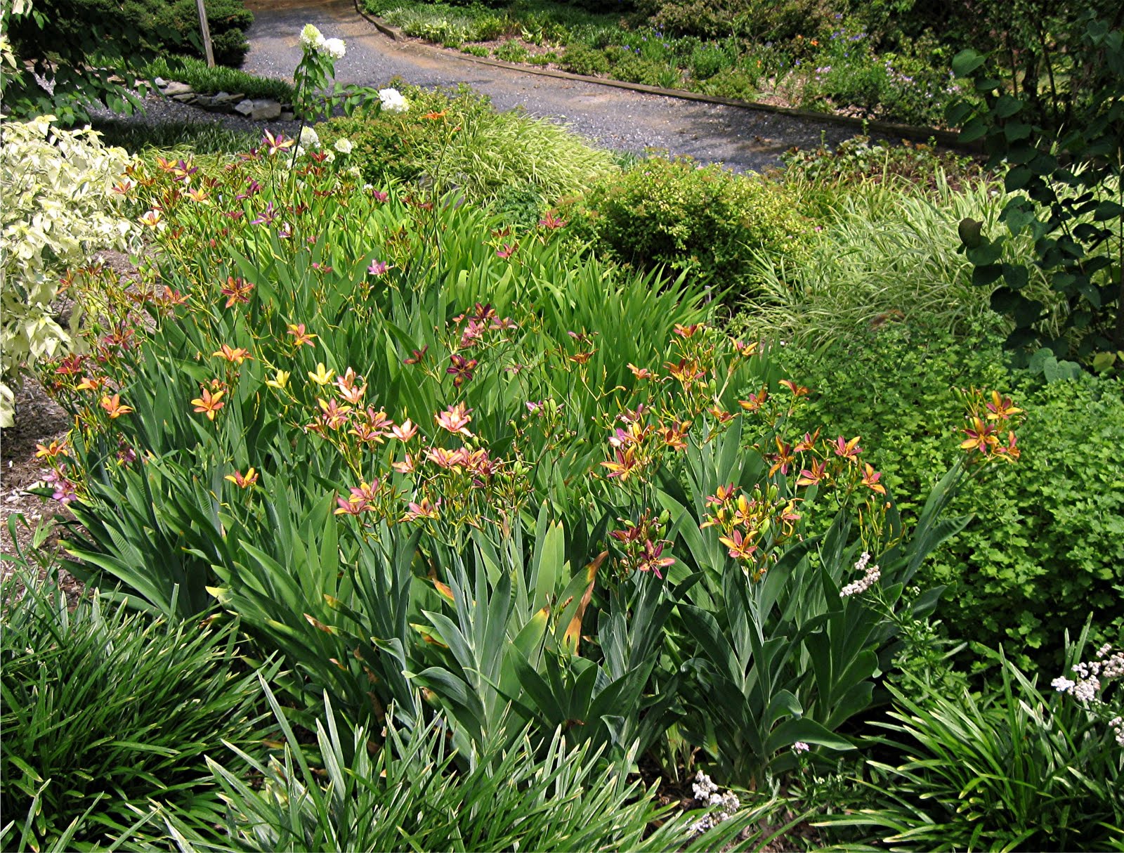 1003 Gardens: Candy Lily, Pardancanda norissii: whatever you call them ...