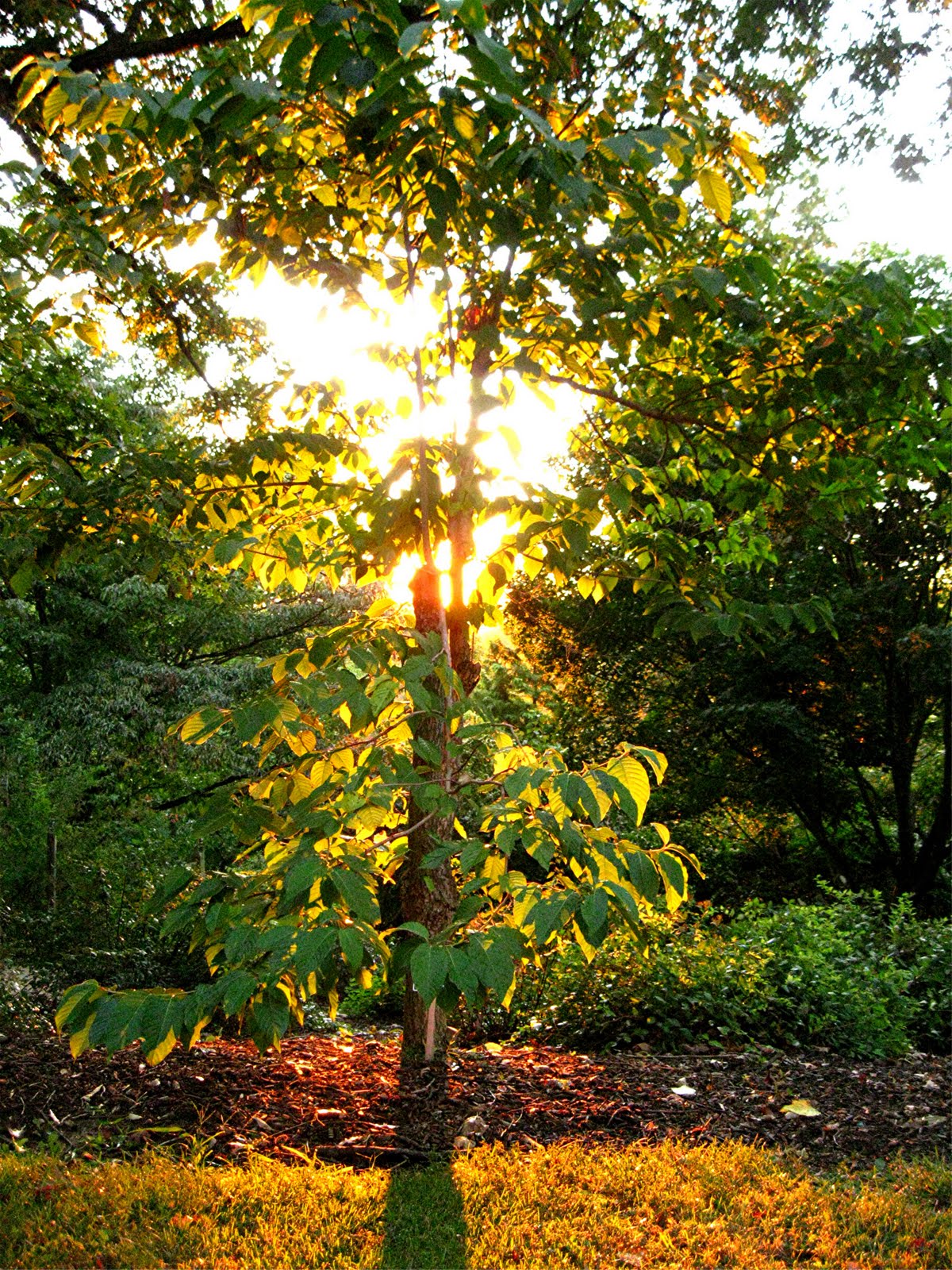 1003 Gardens: Camptotheca acuminata backlit by the sun rising over the ...