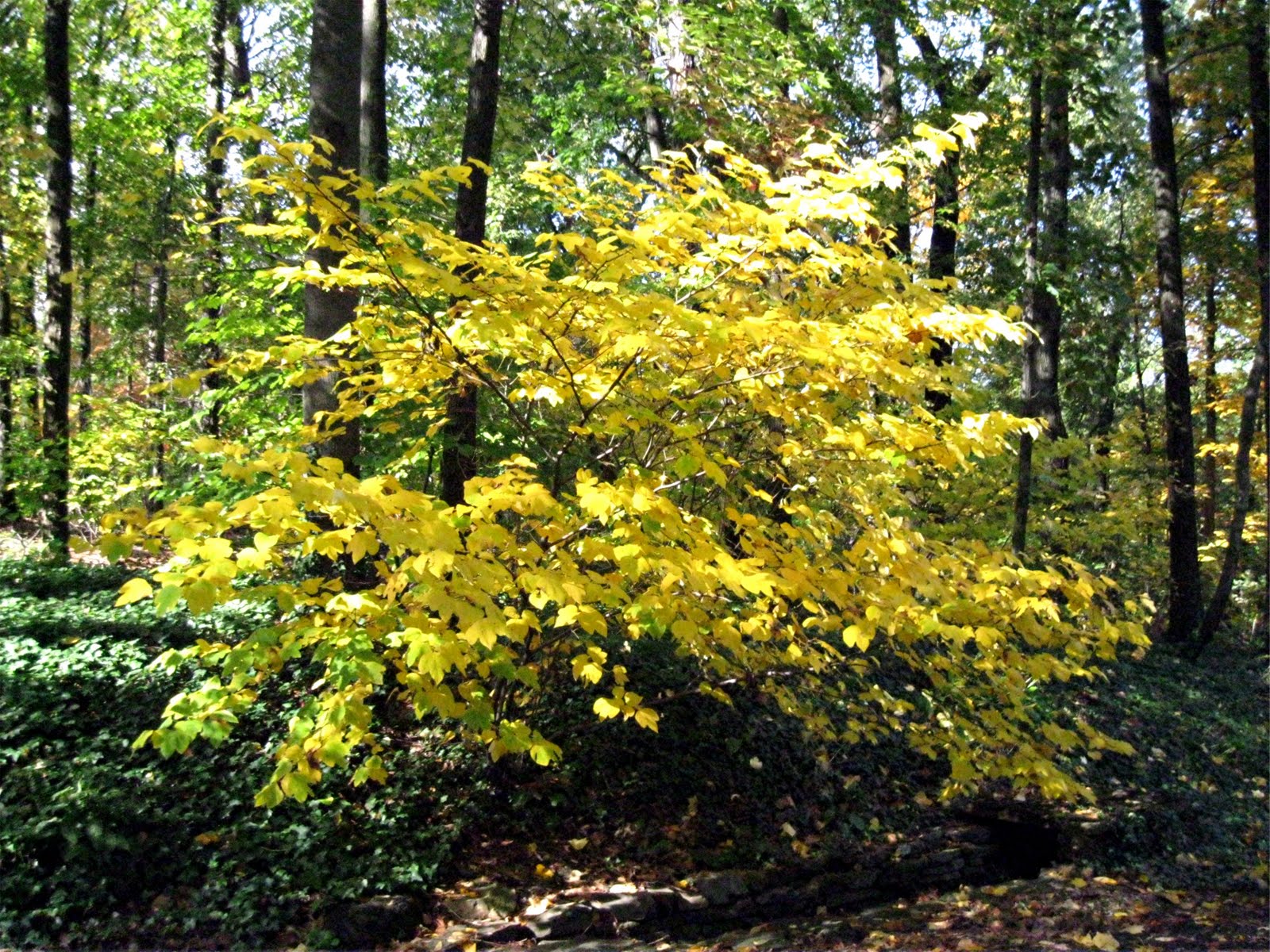 Lindera; lindera benzoin; spicebush; wild allspice