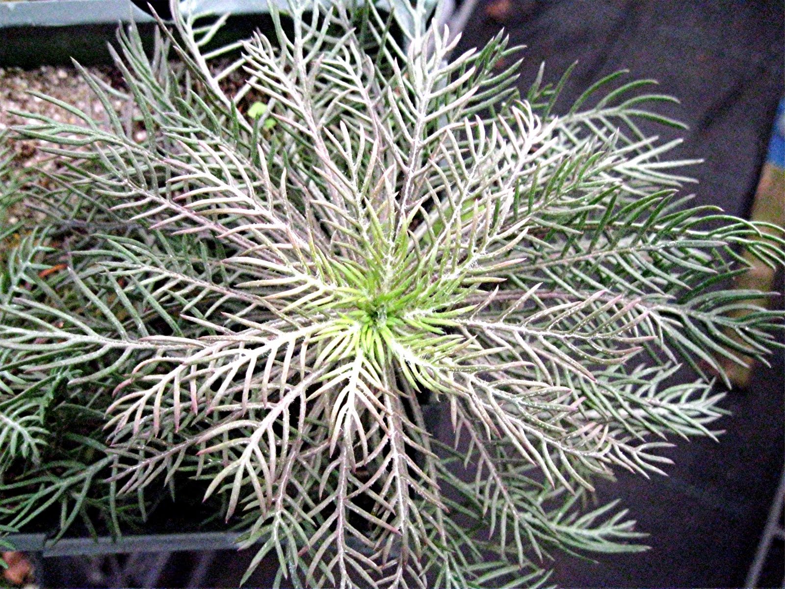 1003 Gardens: Ipomopsis rubra from Alabama in Fern Valley plants