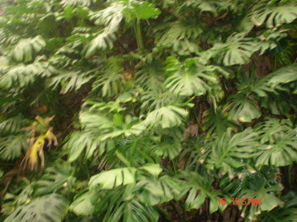Jardin Botanico UNAM: Garra de Leon