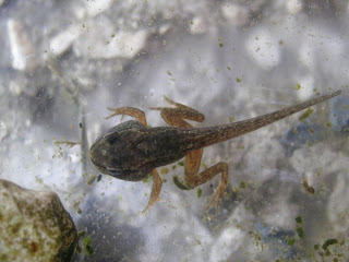 Dnevnik male žabice: Prvi paglavec ima že vse štiri noge