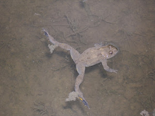 Dnevnik male žabice