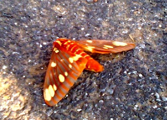 NBC AP Biology 10-11