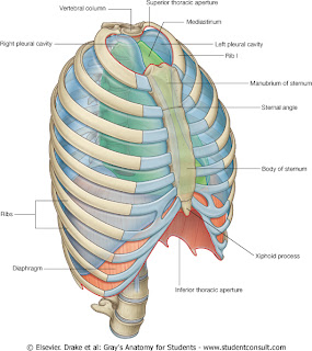 ANATOMÍA Y BIOLOGÍA: Tórax 1