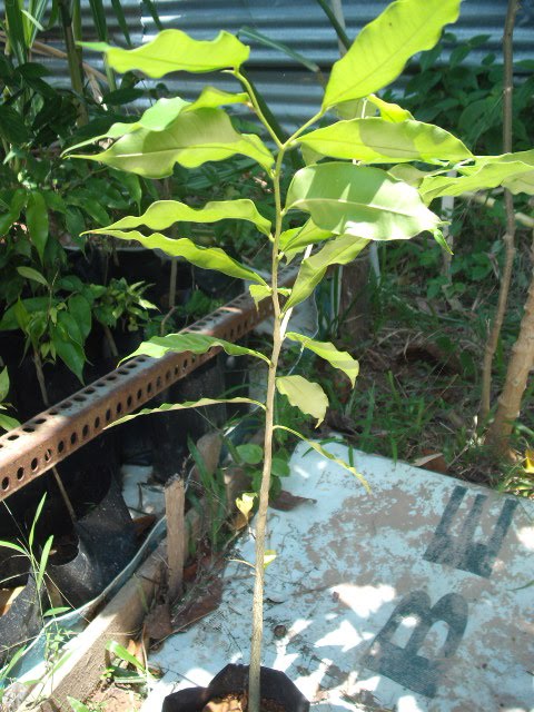 Program Tanam Semula Pokok: Software Free Download - kickutorrent