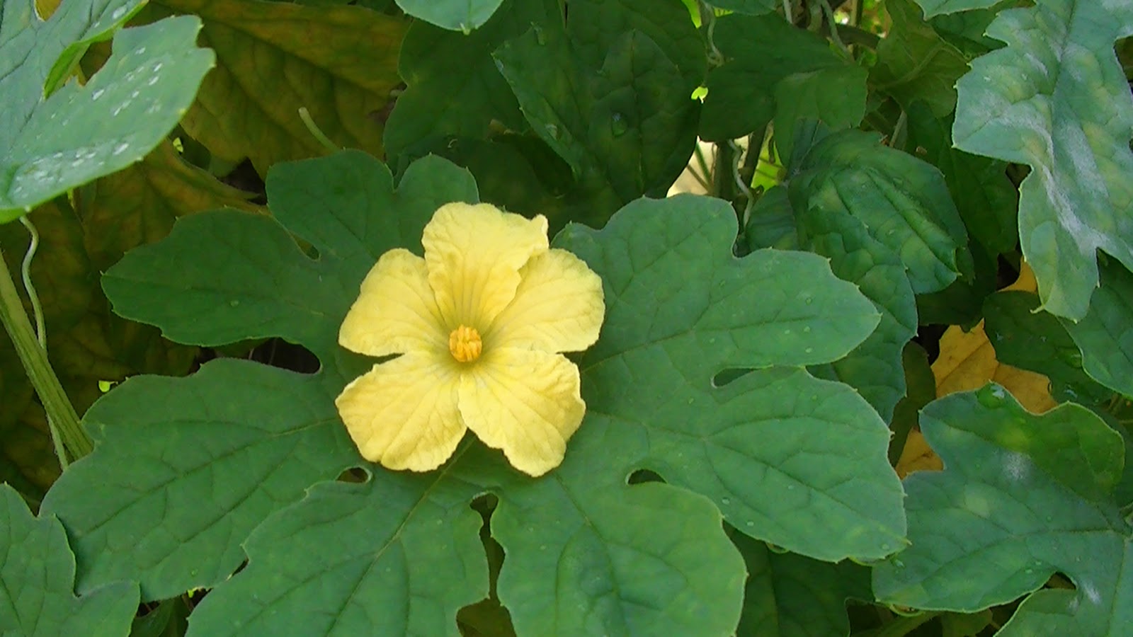 yokohamamama: Friday Field Notes--Hechima vs. Gouya