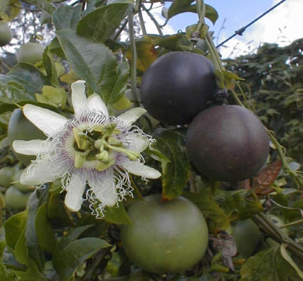 salsa de gulupa: IMAGENES DE LA GULUPA