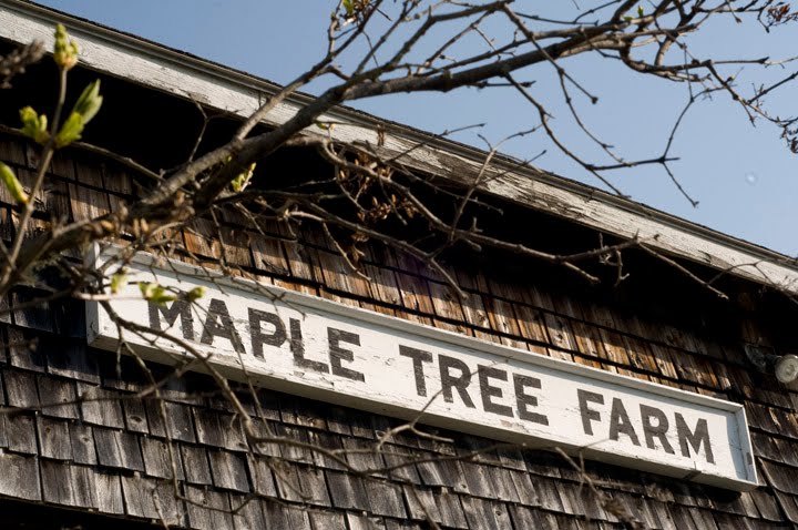 STEWARDS:: Whitefield, Maine: Maple Tree Farm