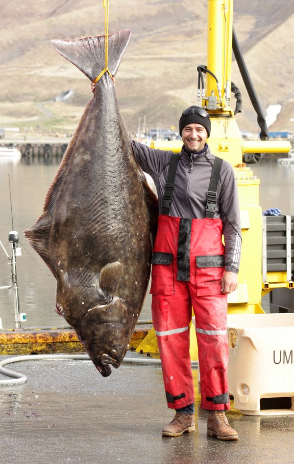 Arctic Angling: 108 kg halibut 9. May 2010
