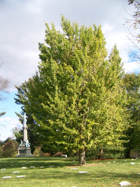 Country Mouse Studio: Ginko Biloba