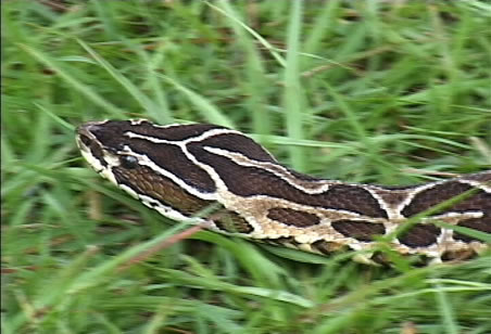 Cobras Serpentes: Urutu Cruzeiro