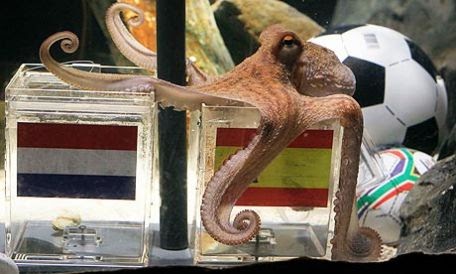 oasisblues: Paul the Octopus has chosen: Spain to win the World Cup ...