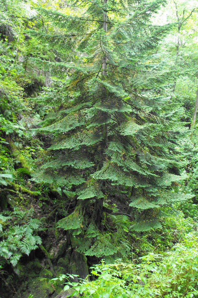 The Lake Landers: La'al Ratty & Stanley Force Falls