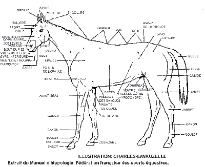 tout sur les chevaux: l'anatomie des chevaux