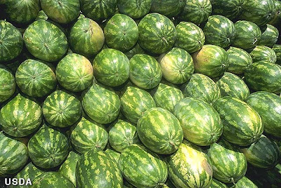 Russian Watermelons! | Windows to Russia
