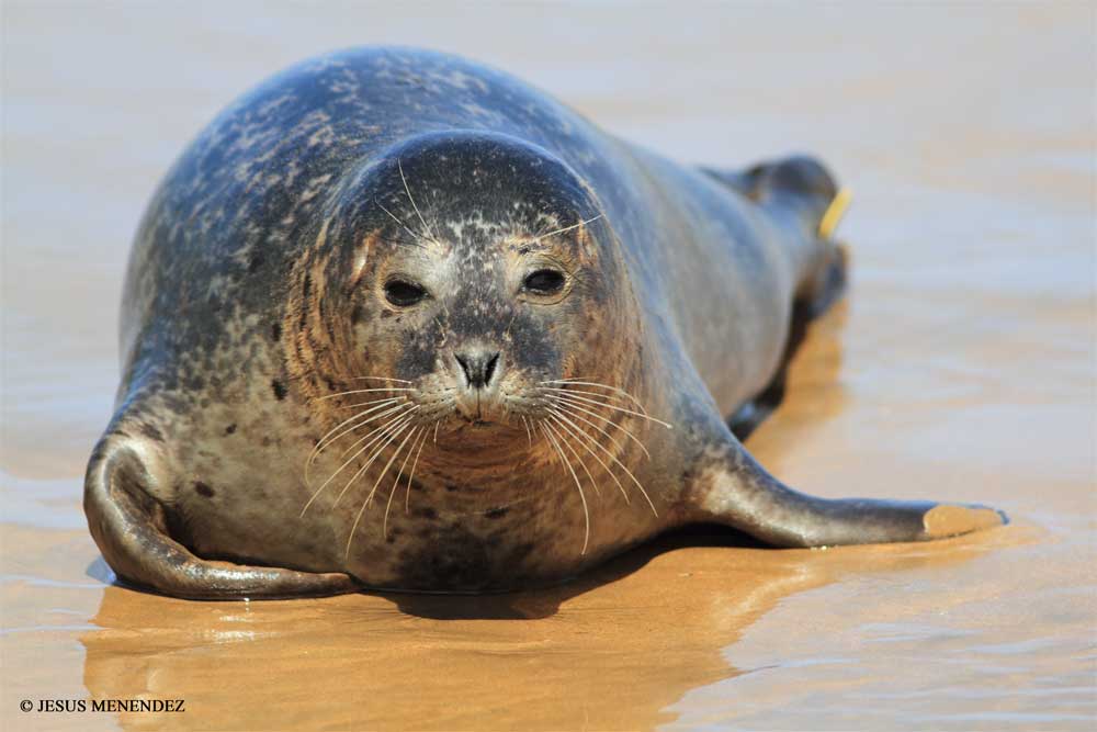 © DEMENCIA ORNITOLOGICA 43º23´N 3º13´W: FOCA COMUN en CASTRO