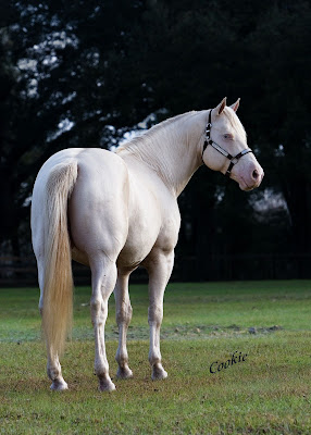 My Favorite Things: The Cream Dilution