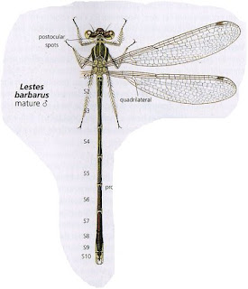 AS LIBÉLULAS DE PORTUGAL: Odonata – Anatomia de um predador