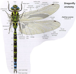 AS LIBÉLULAS DE PORTUGAL: Odonata – Anatomia de um predador