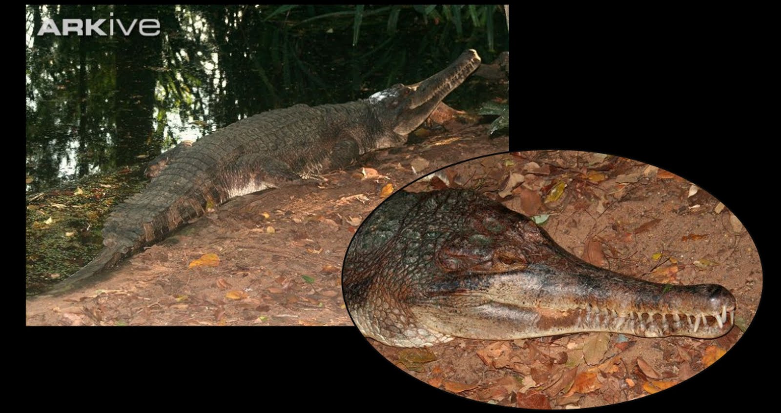 O que você está fazendo para salvar o mundo?: JACARÉ, ALIGÁTOR ...