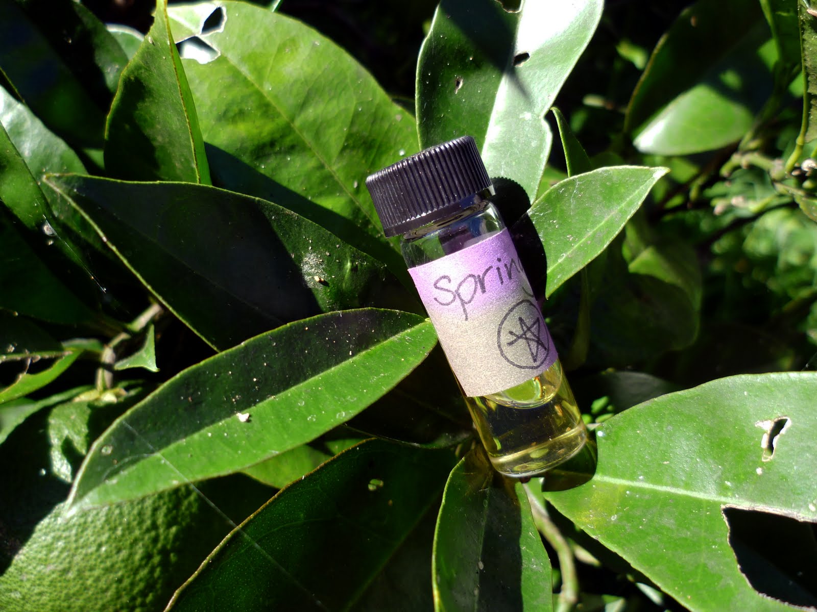 Perfume by Nature: Orange tree...patron saint of perfumers!