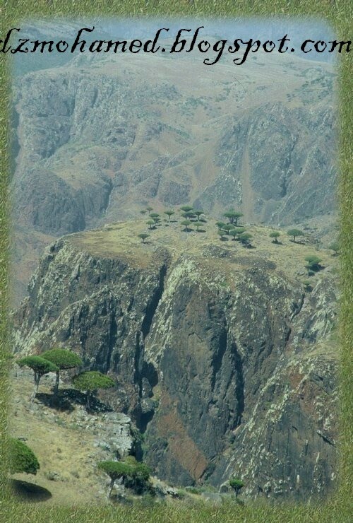 مدونة محمد: جزيرة سوقطرة Suqatra Island