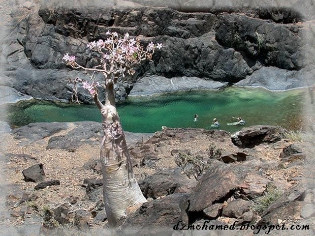 مدونة محمد: جزيرة سوقطرة Suqatra Island