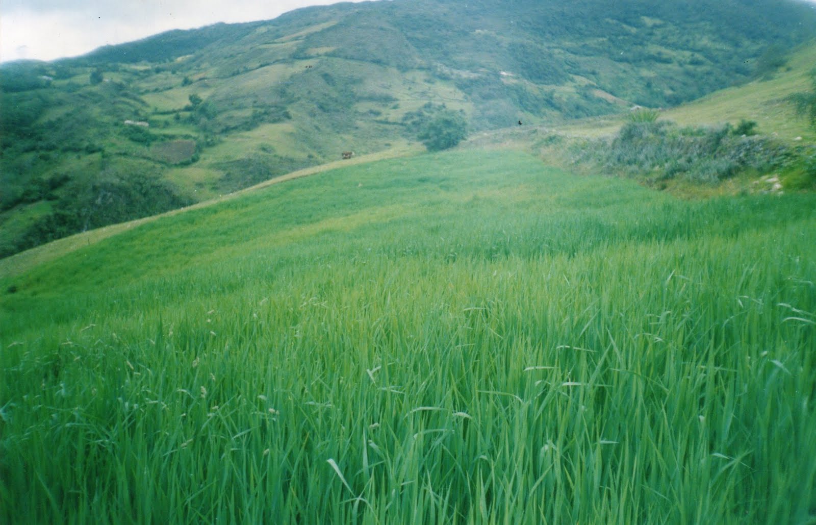 PROYECTO PASTOS Y FORRAJES