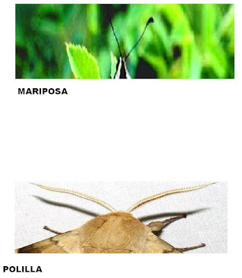 El Signo de La Espada: Diferencias entre polillas y mariposas