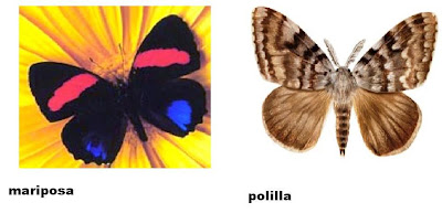 El Signo de La Espada: Diferencias entre polillas y mariposas
