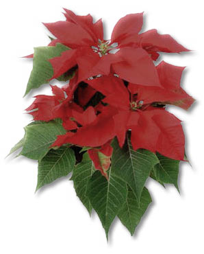 La Pasión de Andalucía: Una Flor de Pascua para la Pastora en la ...