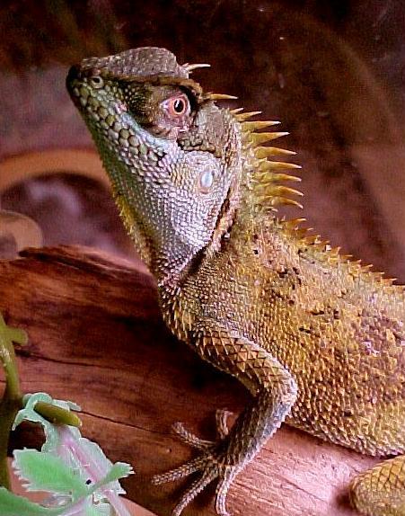 Reptilian Facts: "Hegyi" vagy "szarvas" agámák (Acanthosaura)