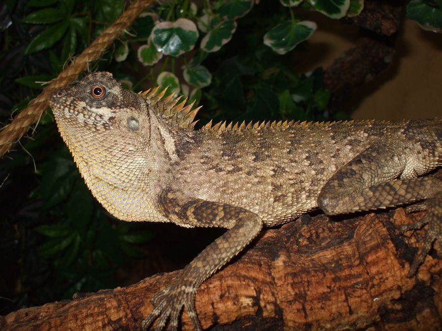 Reptilian Facts: "Hegyi" vagy "szarvas" agámák (Acanthosaura)