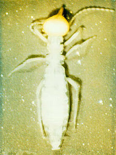 rayap ! rayap ! rayap