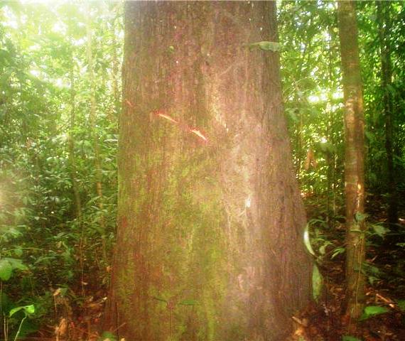 Amazon Sauadaua Ecotourism and Trekking