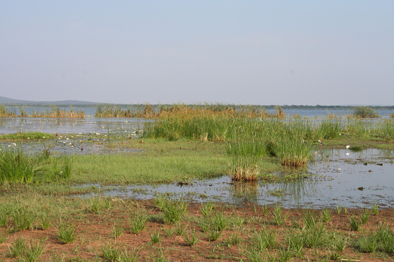 The Lazy Birder: Week 49 - Mkhombo Dam