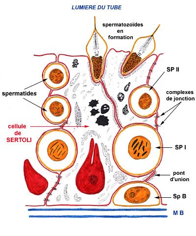 HEALTHY LIVING: Spermatogenesis