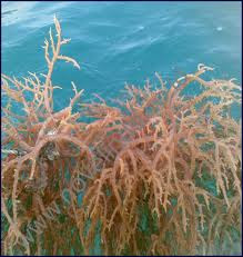 Rumput Laut Eucheuma Cottonii