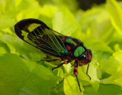 VIDA ANIMAL: As Cigarras