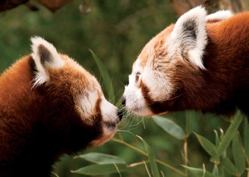 On Wings of Eagles: The Red Panda and Meeting Together.