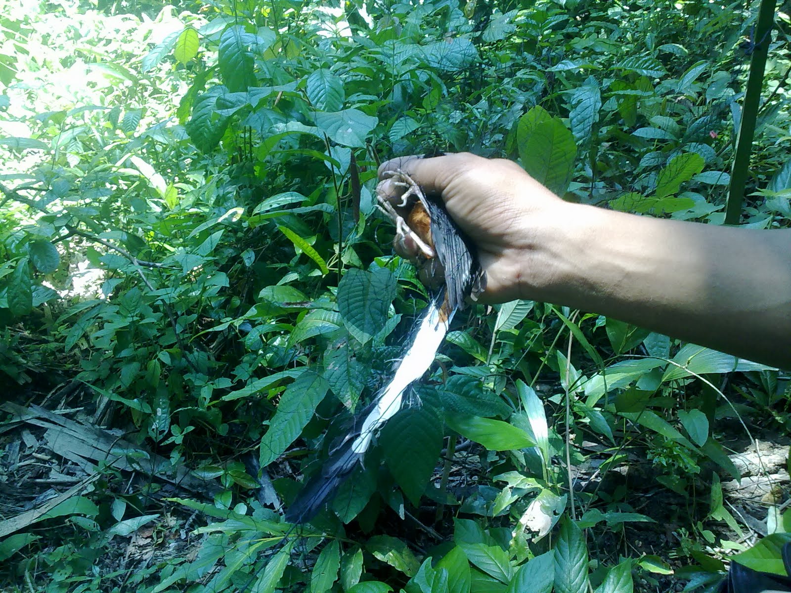 checkchiboo..: xtvt memukat burung