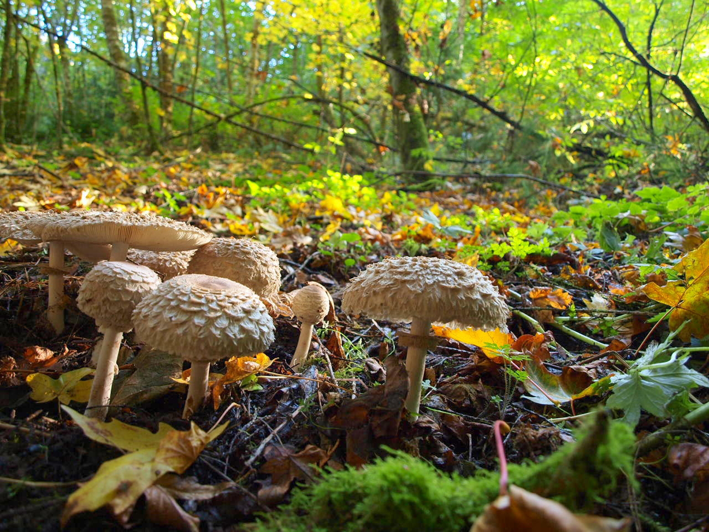 Webb's Blog: Research of real life caves, mushroom forests and cavern ...