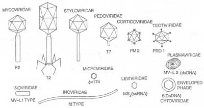Study Biotechnology: Bacteriophage's Morphology