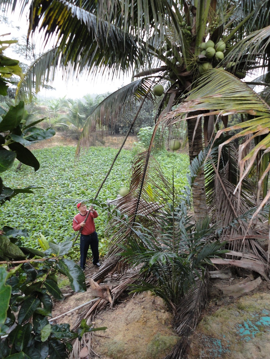 Coconut Secrets: Harvesting Coconut - Here Is How It Works