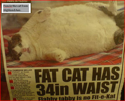 Massive Cat "Fonzie" Breaks Waist Record