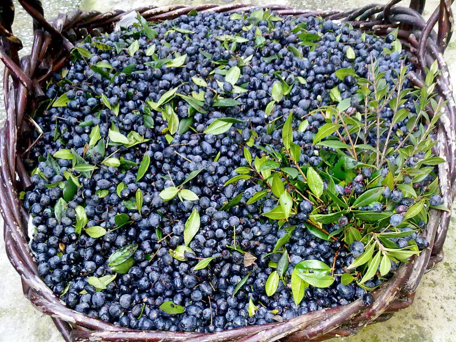 Lo Scrigno dei Gioielli: Mirto della stupenda Sardegna!!!