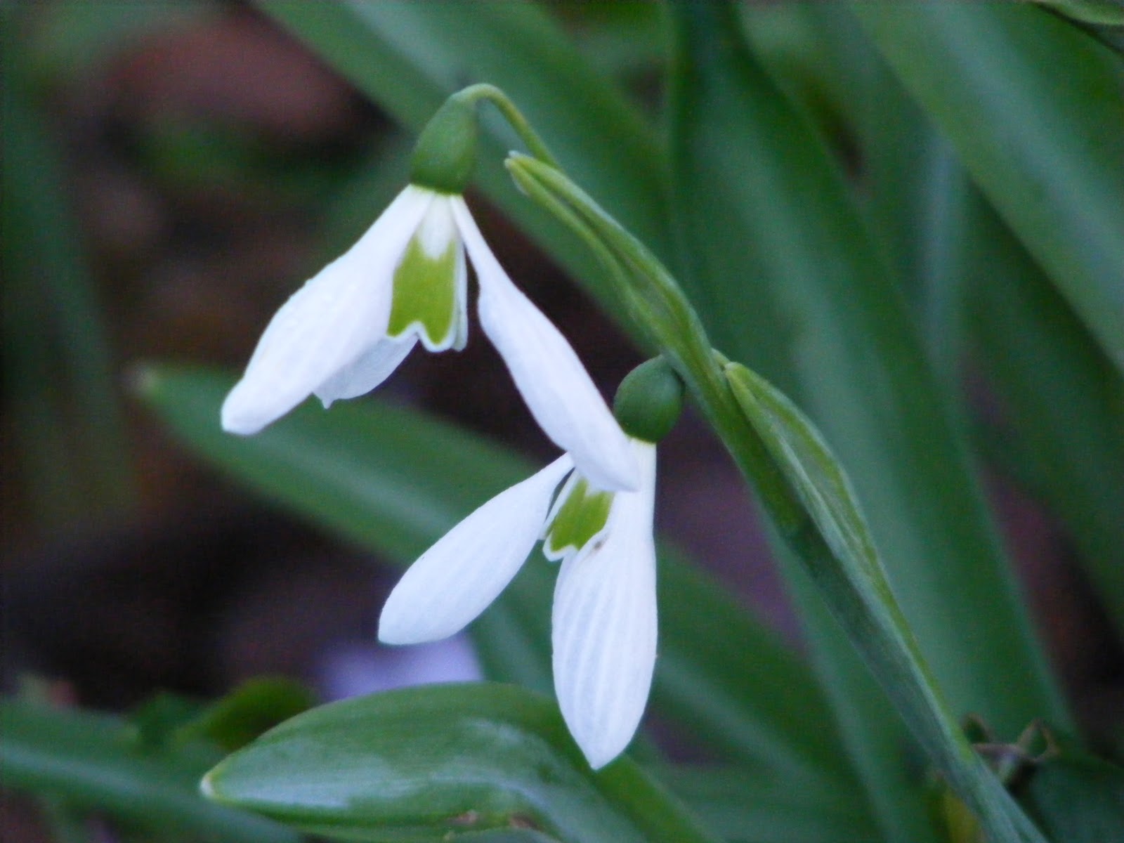 Dursley Garden - Wairarapa, NEW ZEALAND: WINTER
